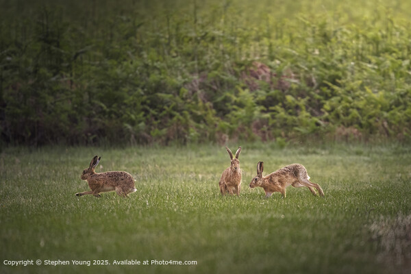 3 Brown Hares Playing At Dawn Picture Framed Wall Art in Colour by ...