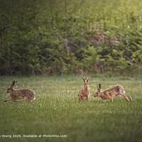 3 Brown Hares Playing At Dawn Fine Art Pictures in Colour by Stephen ...